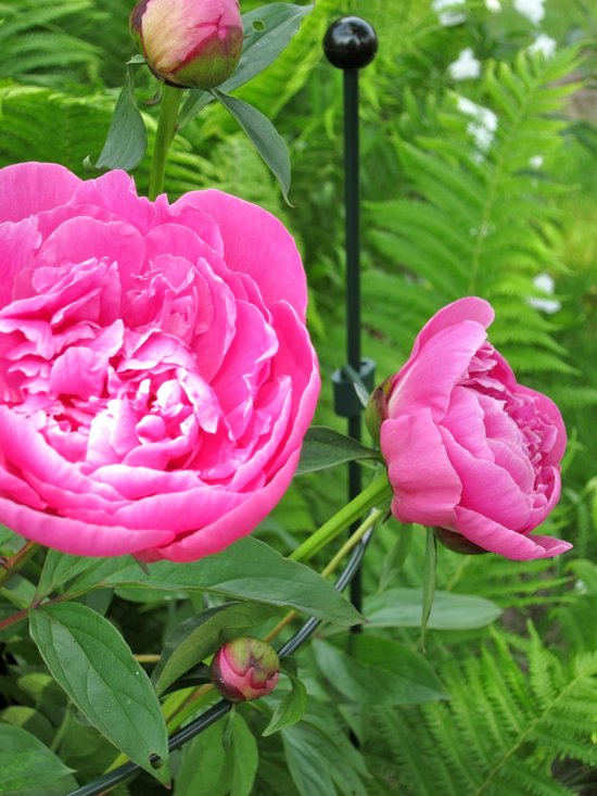 Peacock Steunring centrisch rond 40 cm | bol