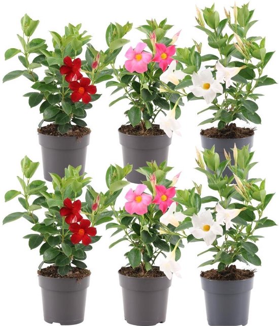 Dipladenia, Mandevilla Mix, 2 x Mandevilla Roze ,2 x Mandevilla Wit ,2 ...