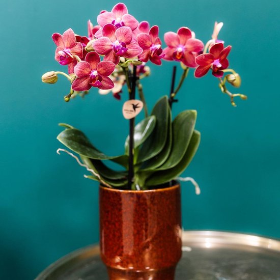 Rode Phalaenopsis orchidee - Congo + Classy red- potmaat Ø9cm - | bol