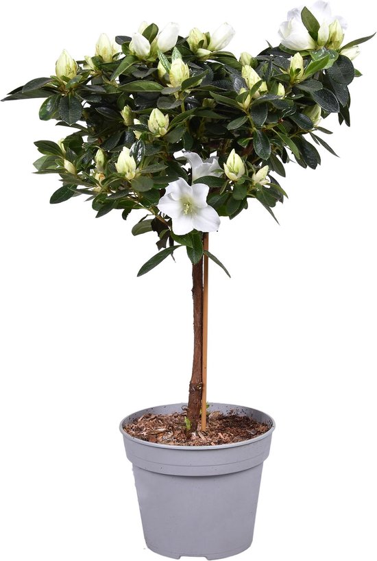 Plantenboetiek.nl Azalea 'Vogel' op stam - Witte tuinplant - Ø13cm - 30 ...