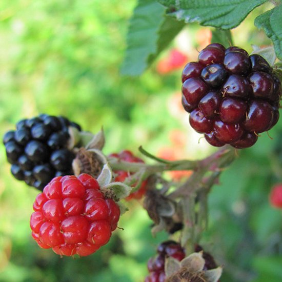 Rubus fruticosus 'Adrienne' doornloze bramenstruik, 2 liter pot | bol