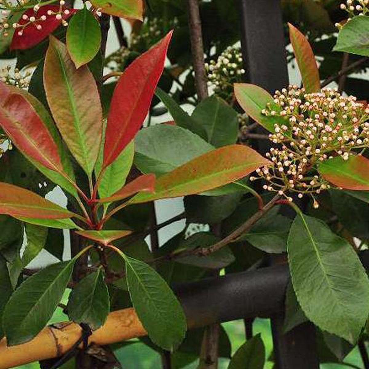 Photinia Fraseri 'Red Robin' - Photinia x fraseri 'Red Robin' - Arbre ...
