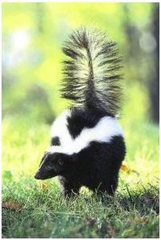 Skunk (Stinkdier) Anim | bol