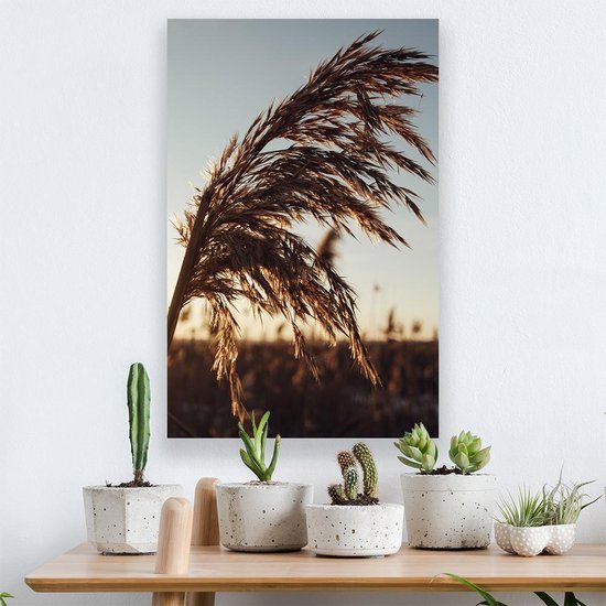 Plexiglas Schilderij Pampas Grass | bol