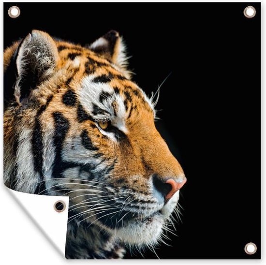 Tuinposters een Siberische tijger op een zwarte achtergrond - 50x50 cm - Tuindoek | bol.com