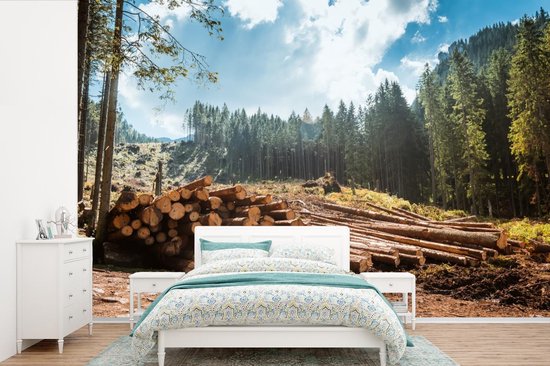 Behang - Fotobehang Bos - Hout - Bomen - Breedte 600 cm x hoogte 400 cm ...