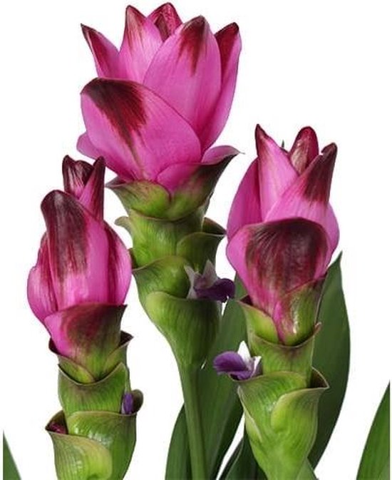 Kamerplant van Botanicly – Curcuma – Hoogte: 60 cm – Curcuma Siam ...