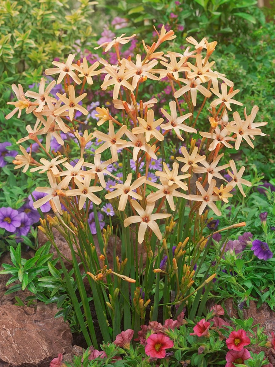 120x Afrikaanse korenlelie 'Ixia paniculata eos' - BULBi® bloembollen ...