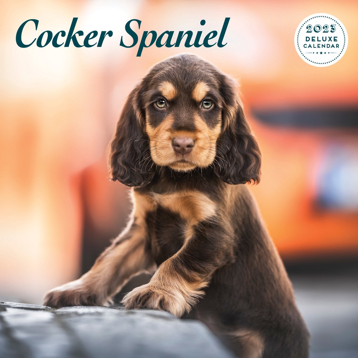 Engelse Cocker Spaniel Kalender 2023 Deluxe | bol.com
