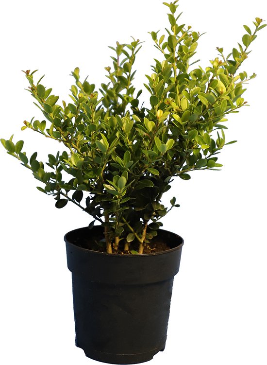 25 stuks | Japanse hulst 'Green Hedge' Pot 15-20 cm Extra kwaliteit ...