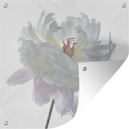 Tuin poster Witte pioenroos met een witte achtergrond - 200x200 cm ...