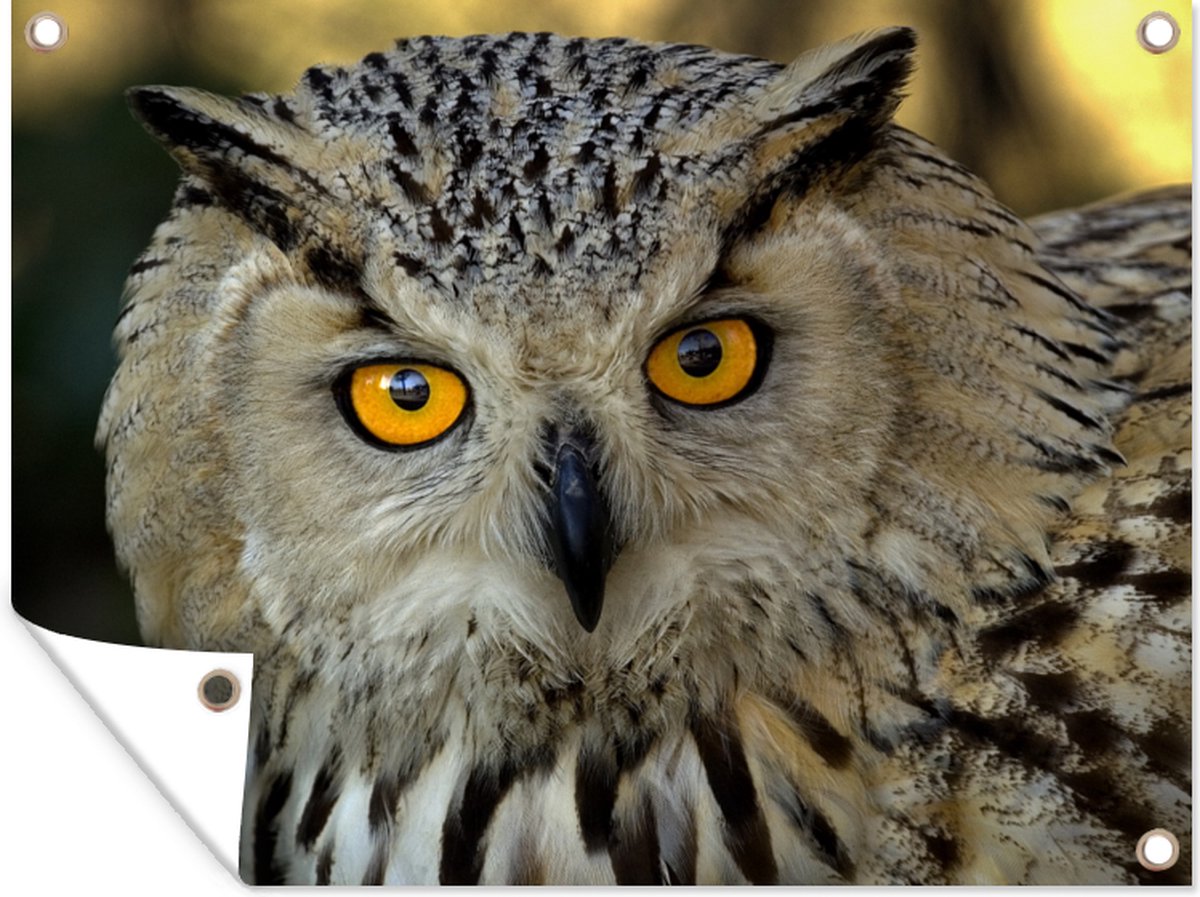 Muurdecoratie buiten Foto van een Europees Aziatische oehoe - 160x120 ...