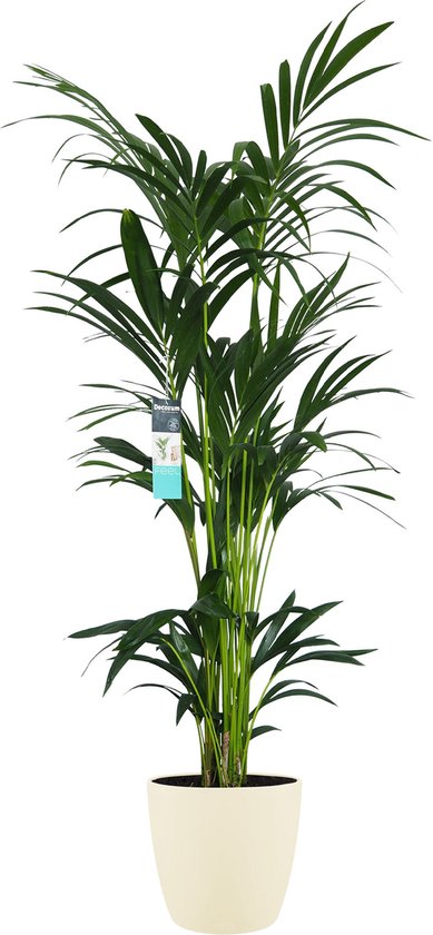 Decorum XL Kentia Palm in ELHO Brussels pot (soap) - Gerrit Stolze ...