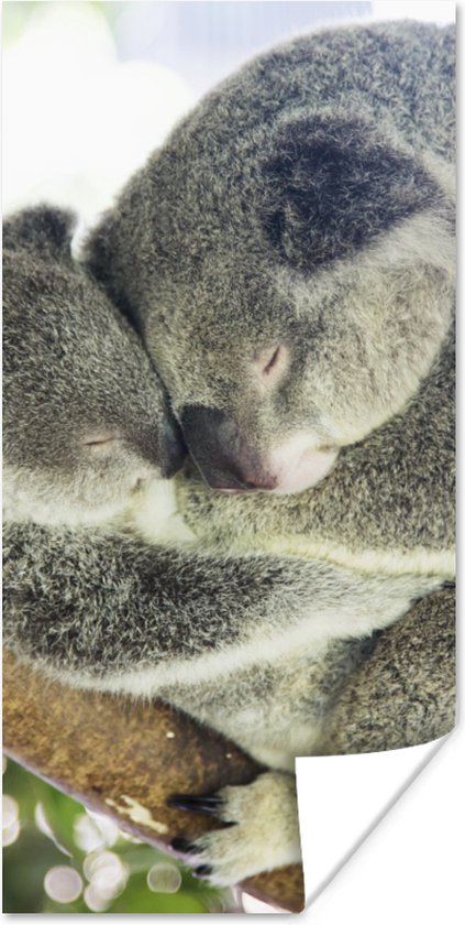 Poster Koala's - Knuffel - Dieren - Kids - Jongens - Meiden - 75x150 cm | bol