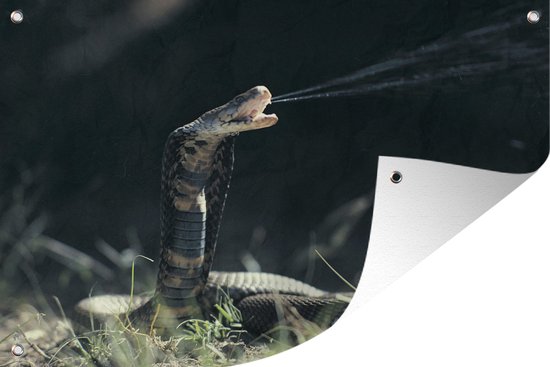 Tuinposters buiten Een slang spuit gif in Mozambique - 90x60 cm ...