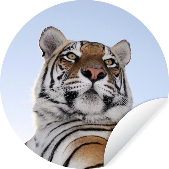WallCircle - Muurstickers - Behangcirkel - Stoere tijger met een blauwe lucht - ⌀ 140... | bol