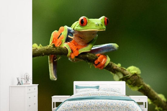Behang - Fotobehang Kikker - Reptielen - Oog - Breedte 290 cm x hoogte ...