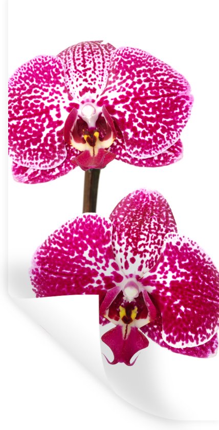 Muurstickers - Sticker Folie - Orchidee roze - 60x120 cm - Plakfolie - Muurstickers... | bol
