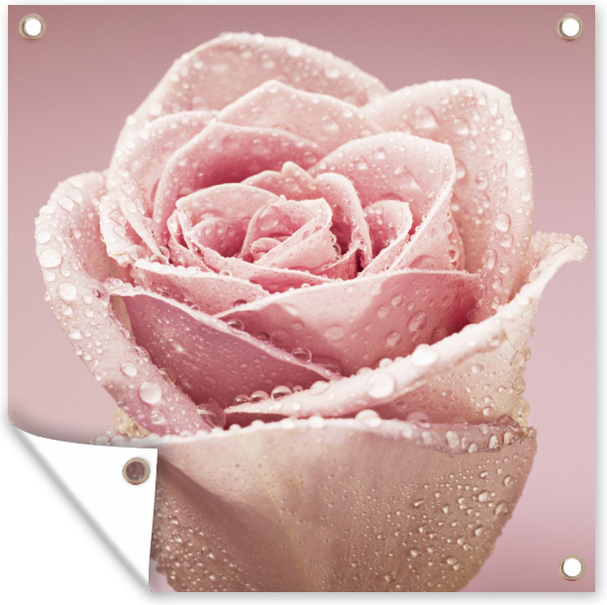Affiche de Jardin Gouttes de rosée précoce sur une rose rose - 200x200 ...