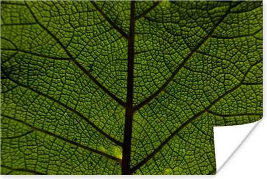 Blad nerven poster papier 60x40 cm - Foto print op Poster ...