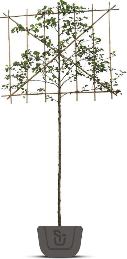 Leisierpeer | Pyrus calleryana Chanticleer | Stamomtrek: 8-10 cm ...