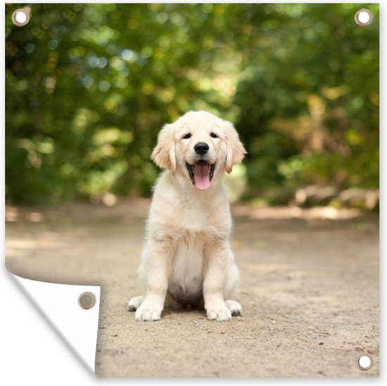 Tuin poster Labrador Retriever puppy zit op een bospad - 200x200 cm | bol