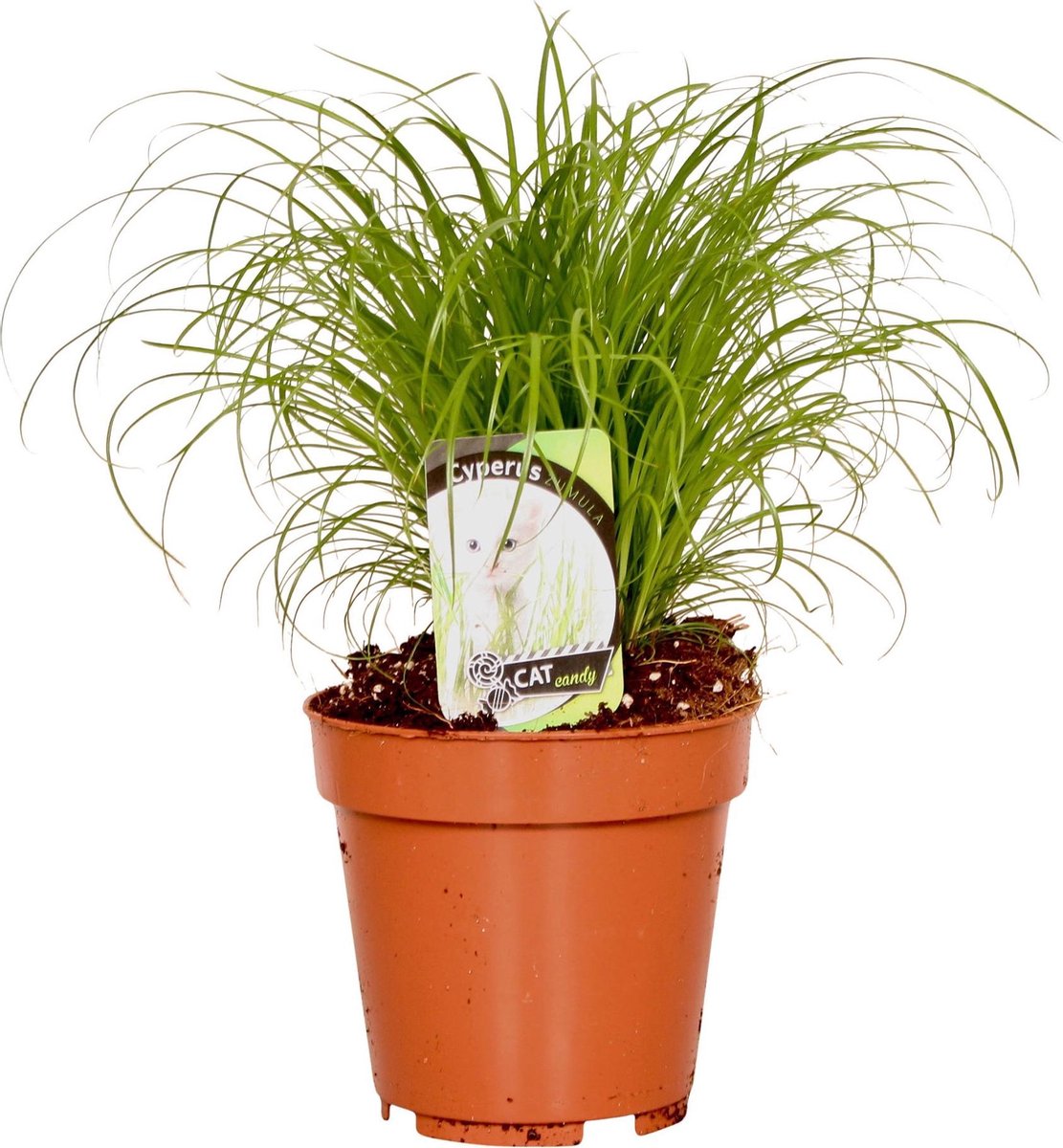 bol.com | Cyperus alternifolius 'Zumula' - Kattengras - Groene ...