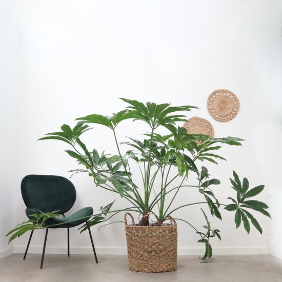 Philodendron Funbun - 150cm | bol