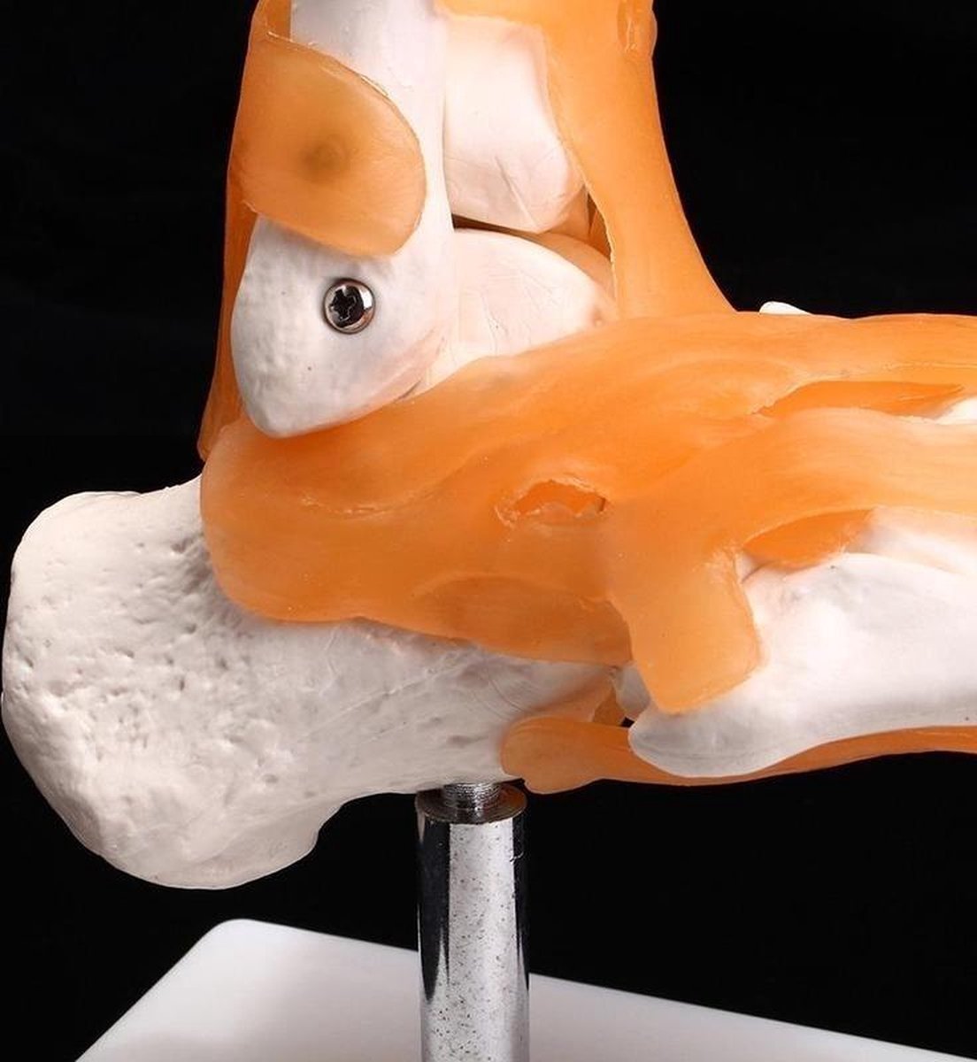 Baymate 1: 1 menselijk skelet ligament voet enkelgewricht anatomische ...