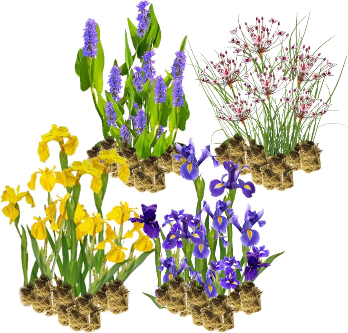 vdvelde.com - Helofytenfilter Mix - Voor ca. 10 m² - 120 losse ...