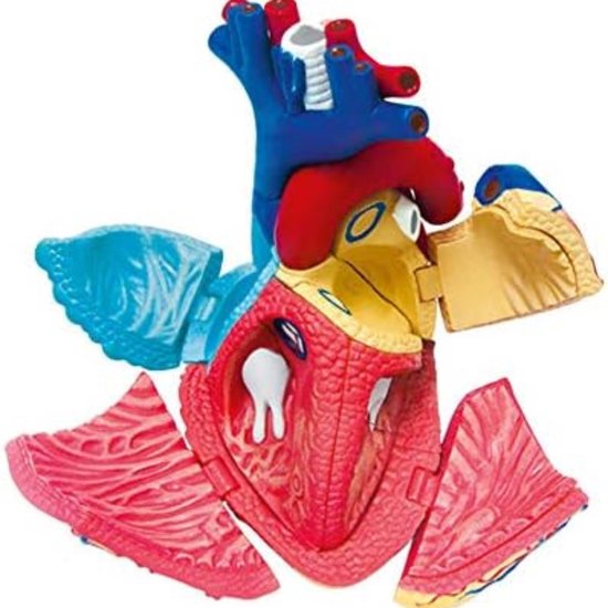 Anatomie Model - Anatomisch Model | bol