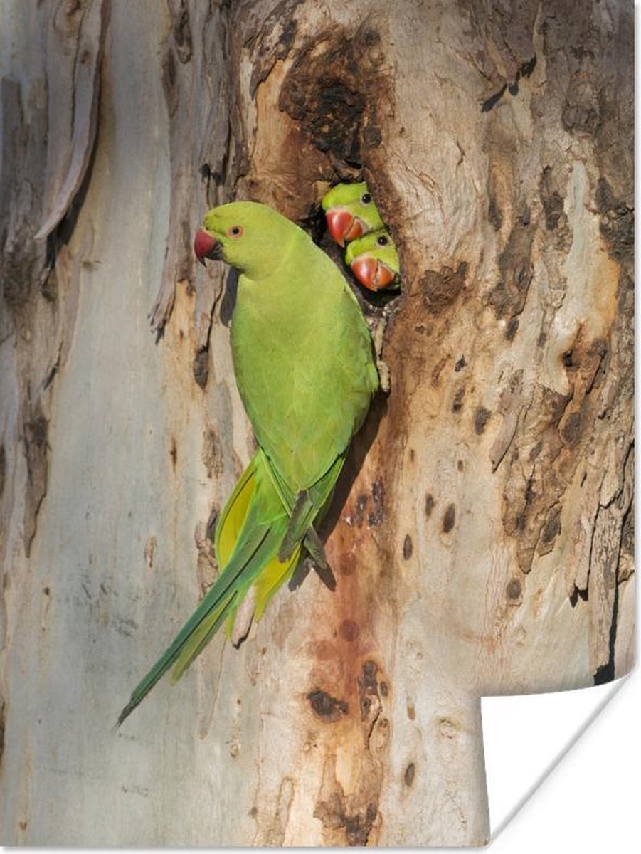 Poster Trois perruches à collier vert avec un nid 30x40 cm - petit ...