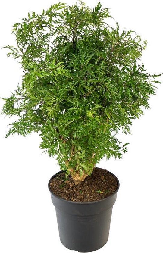 Polyscias 70 cm - Ming | bol