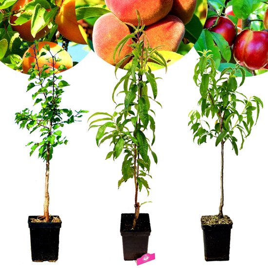 Set van 3 Exotische fruitbomen - 1 Abrikoos, 1 Perzik, 1 Nectarine ...