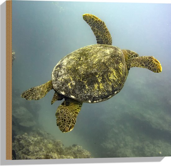 Hout - Groene Zeeschild Zwemmend langs Rotsen op de Zeebodem - 50x50 cm ...