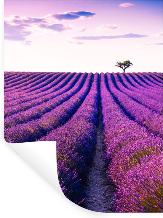 Muurstickers - Sticker Folie - Lavendel - Bomen - Paars - Bloemen ...