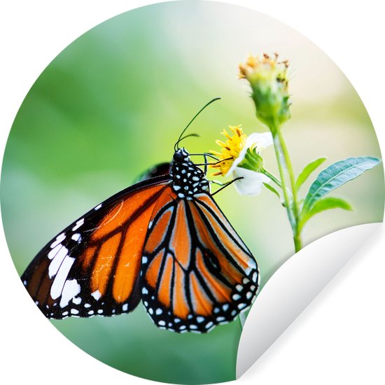 WallCircle - Muurstickers - Behangcirkel - Vlinder - Bloemen - Insecten - ⌀ 30 cm -... | bol