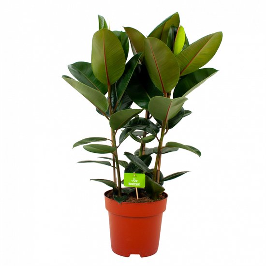 Ficus Robusta S | bol.com