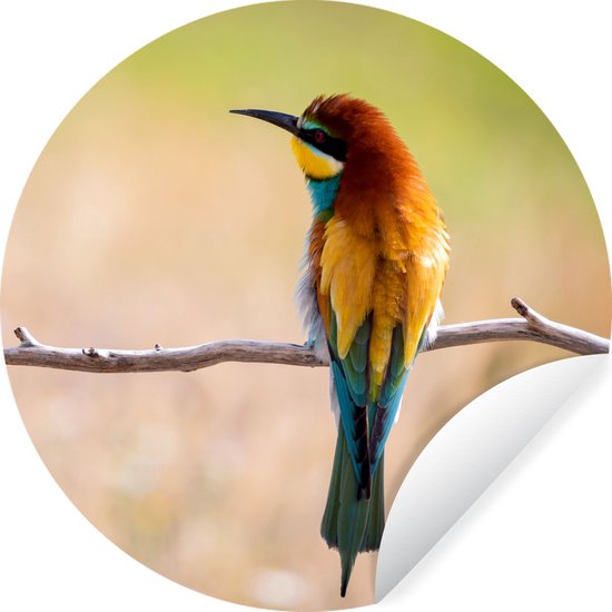 WallCircle - Muurstickers - Behangcirkel - Vogels - Bijeneter - Dieren - ⌀ 120 cm -... | bol