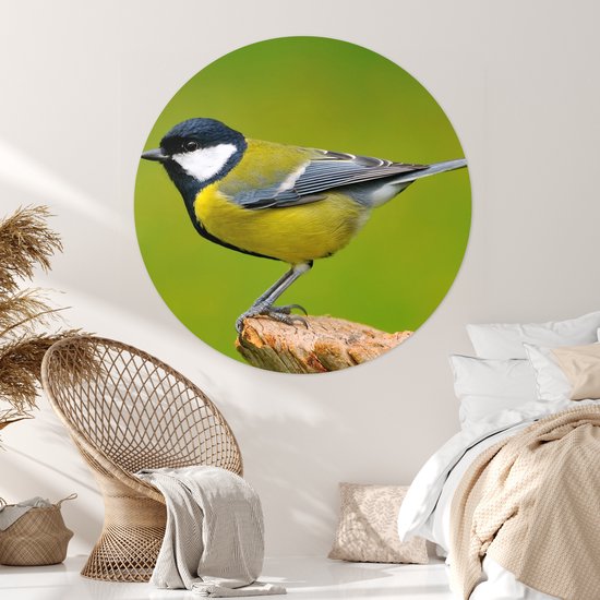 Behangcirkel - Vogel - Koolmees - Groen - Dieren - Zelfklevend behang ...
