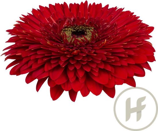 DutchFlowers - Boeket - 50x Gerbera gerponi big band 40cm | bol