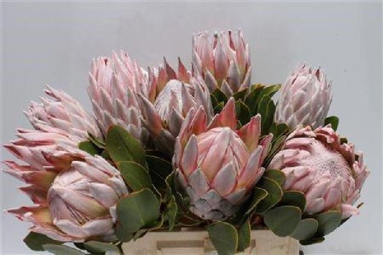 DutchFlowers - Boeket - 20x Rosa cappuccino 40cm | bol