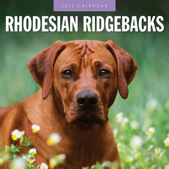 Rhodesian Ridgeback Kalender 2025 | bol