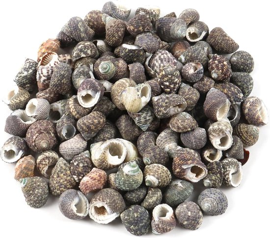 schelpen decoratieve / oceaanschelpen | bol