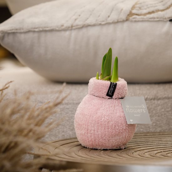 Bloomique - Amaryllis Bol in Wax - Cozy Roze - Bloembol - No Water ...