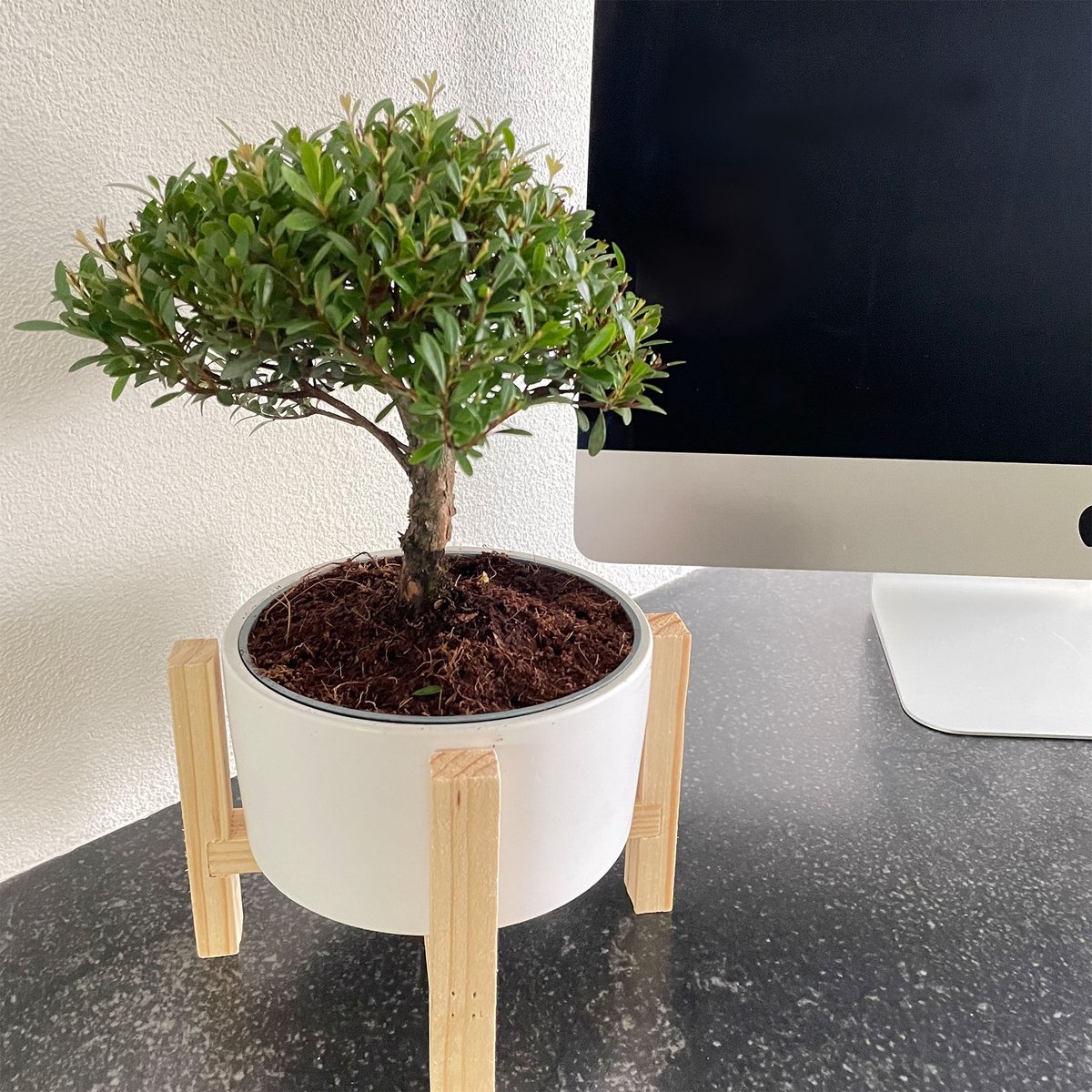 Bonsaiwonder - Syzygium - Bonsai boompje - op Houten frame - Hoogte ...