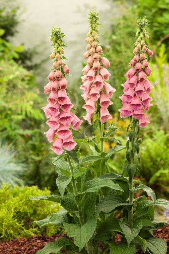 3 stuks | Digitalis 'Mertonensis' P9 cm | bol
