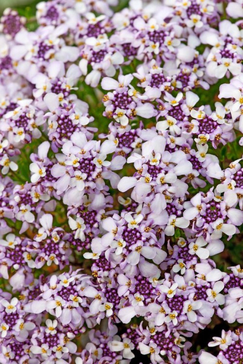 3 stuks | Iberis sempervirens 'Pink Ice' P9 cm | bol