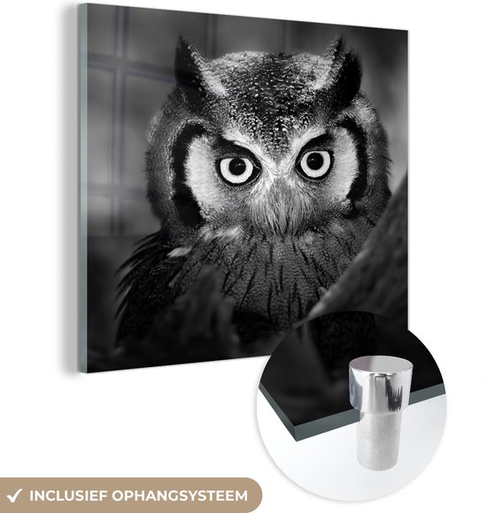Glasschilderij - Foto op glas - Wilde dieren - Uil - Vogel - Zwart ...