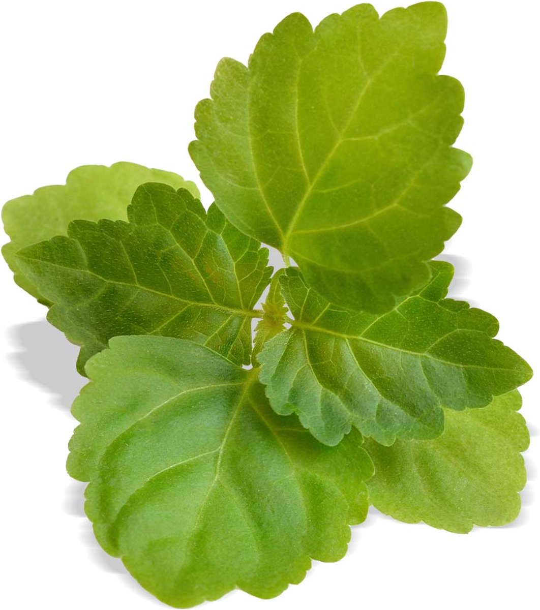 Patchouli (Patchoeli) olie - Biologisch & Puur - Patchouli olie ...